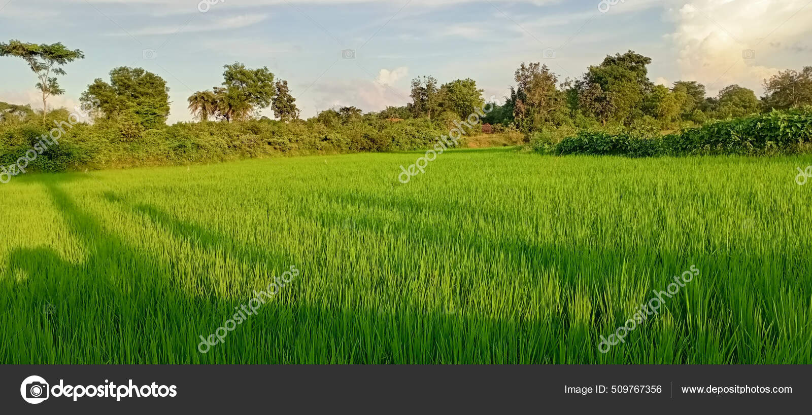 Beautiful Landscape Rice Field Sunny Day — Stock Photo © Wirestock ...
