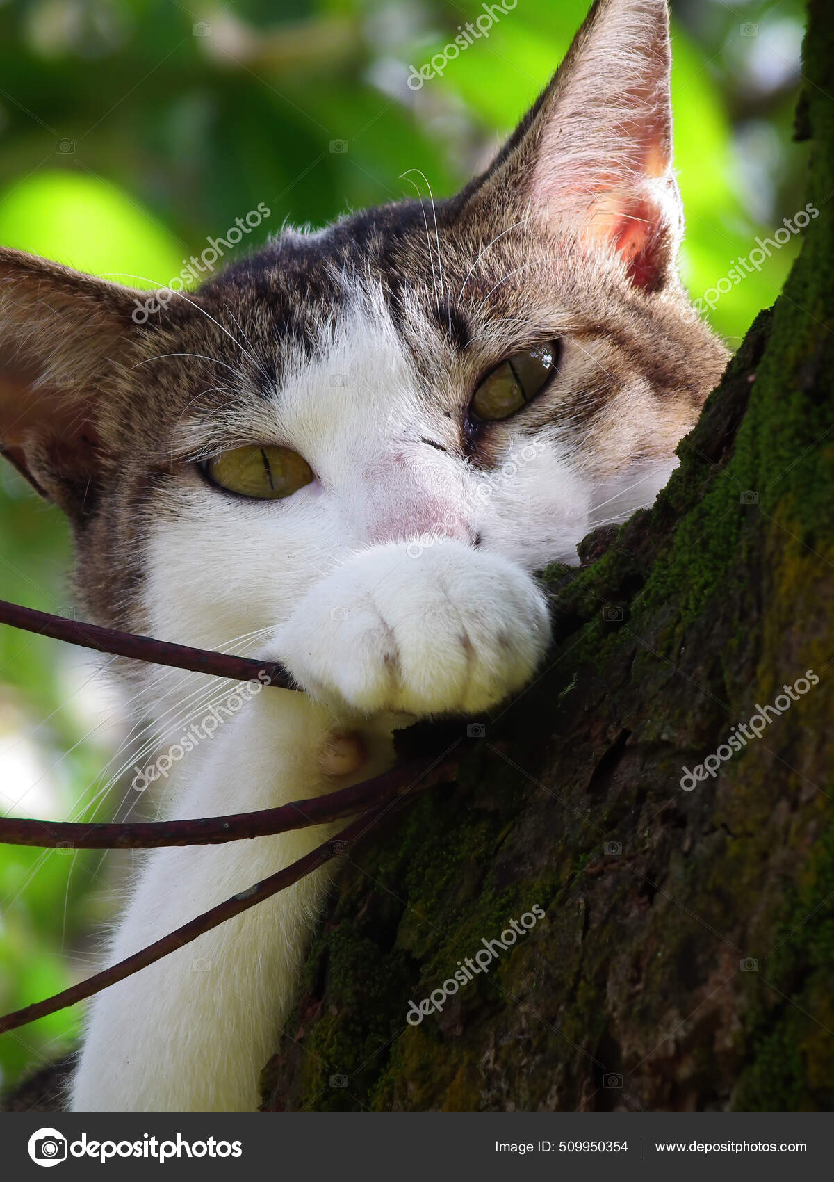 Cat Behind The Tree