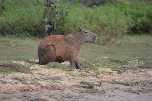 Capybara perú Stock Photos, Royalty Free Capybara perú Images ...