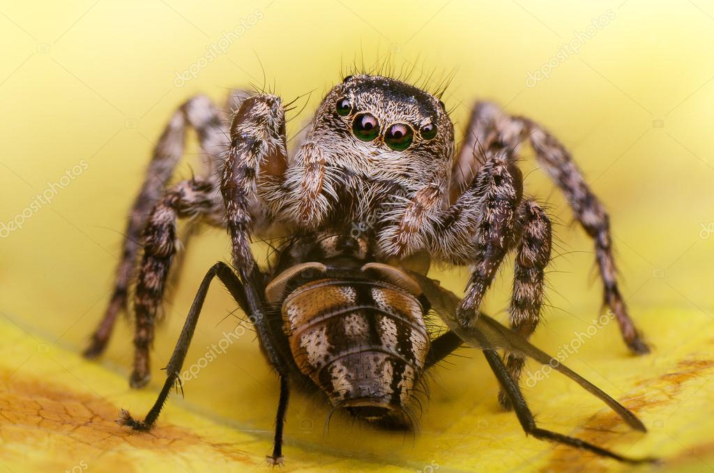Spider Eating Fly
