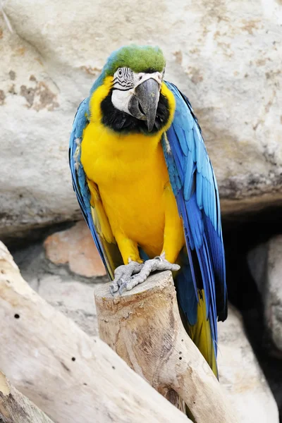 Perico pirata Stock Photos, Royalty Free Perico pirata Images ...