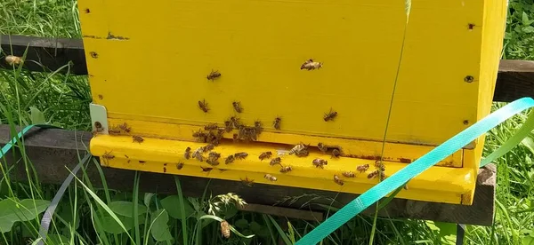 Saw bees Stock Photos, Royalty Free Saw bees Images | Depositphotos