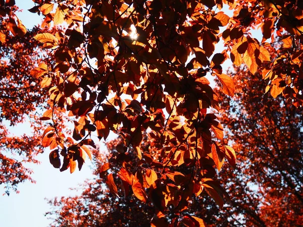 Hojas de álamo rojo Stock Photos, Royalty Free Hojas de álamo rojo ...