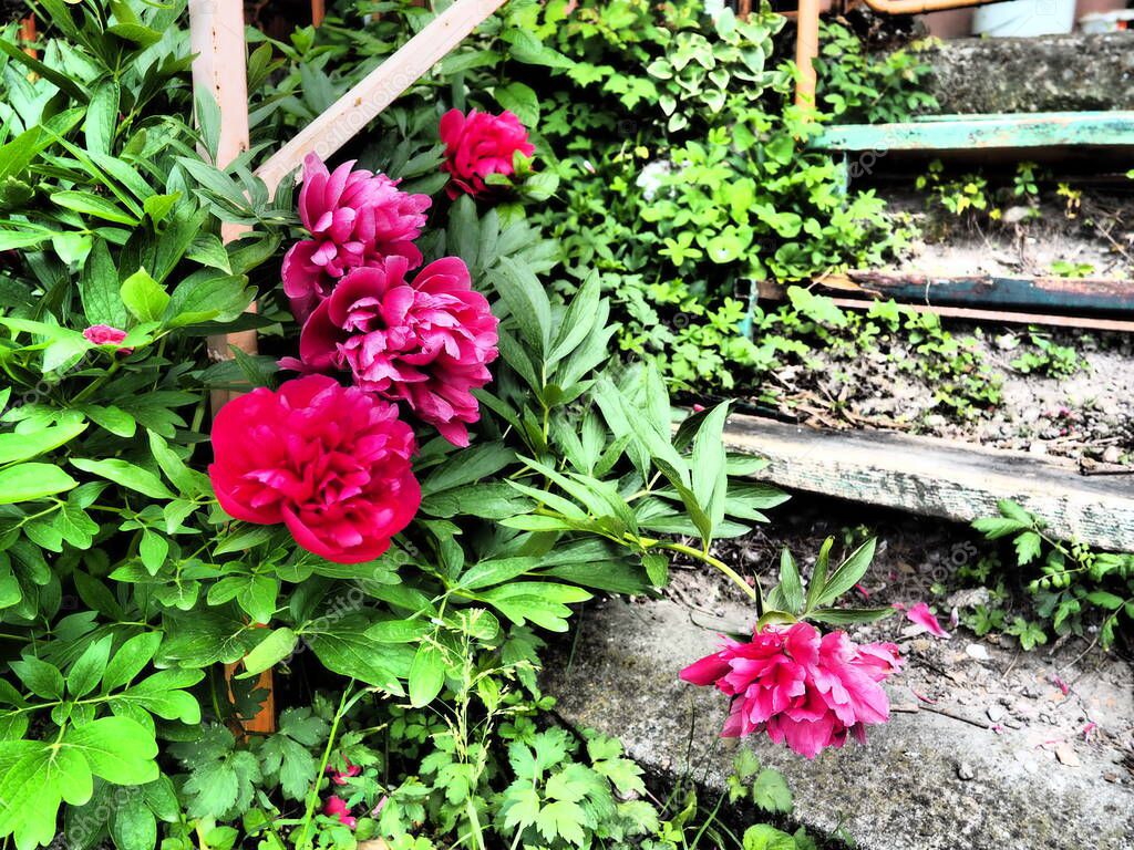 Peonías de color rosa rojizo. Hermosas flores de peonía grande sobre un ...