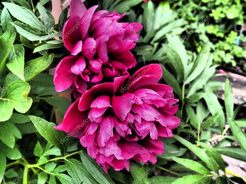 Peonías de color rosa rojizo. Hermosas flores de peonía grande sobre un ...