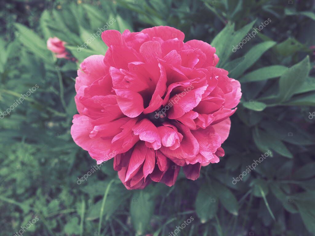 Peonías de color rosa rojizo. Hermosas flores de peonía grande sobre un ...