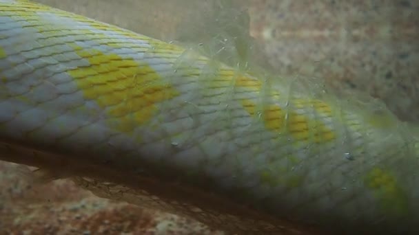 98 Python molurus Videos, Royalty-free Stock Python molurus Footage ...
