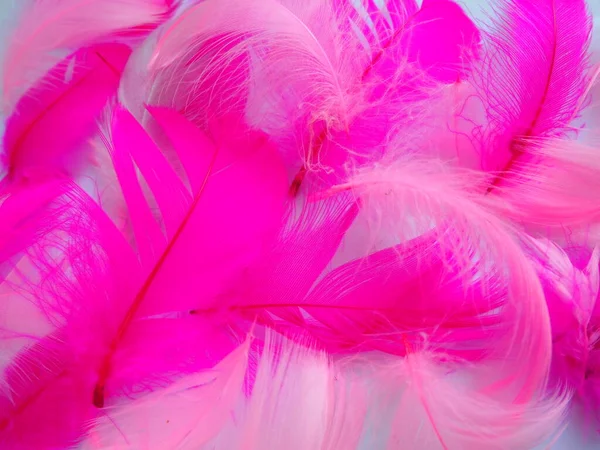 Pink and crimson feathers as a background. Light curved fluffy feathers ...