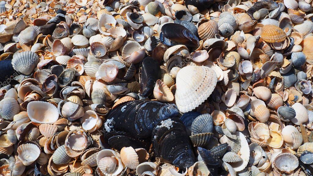 Conchas de gasterópodos de moluscos bivalvos. Los mares Azov y Negro ...