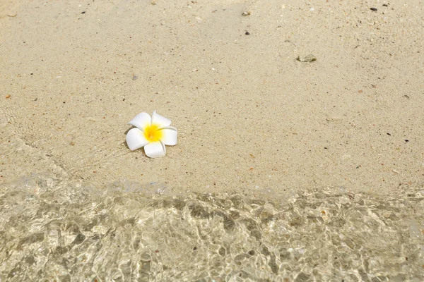 Beach moonflower Stock Photos, Royalty Free Beach moonflower Images ...