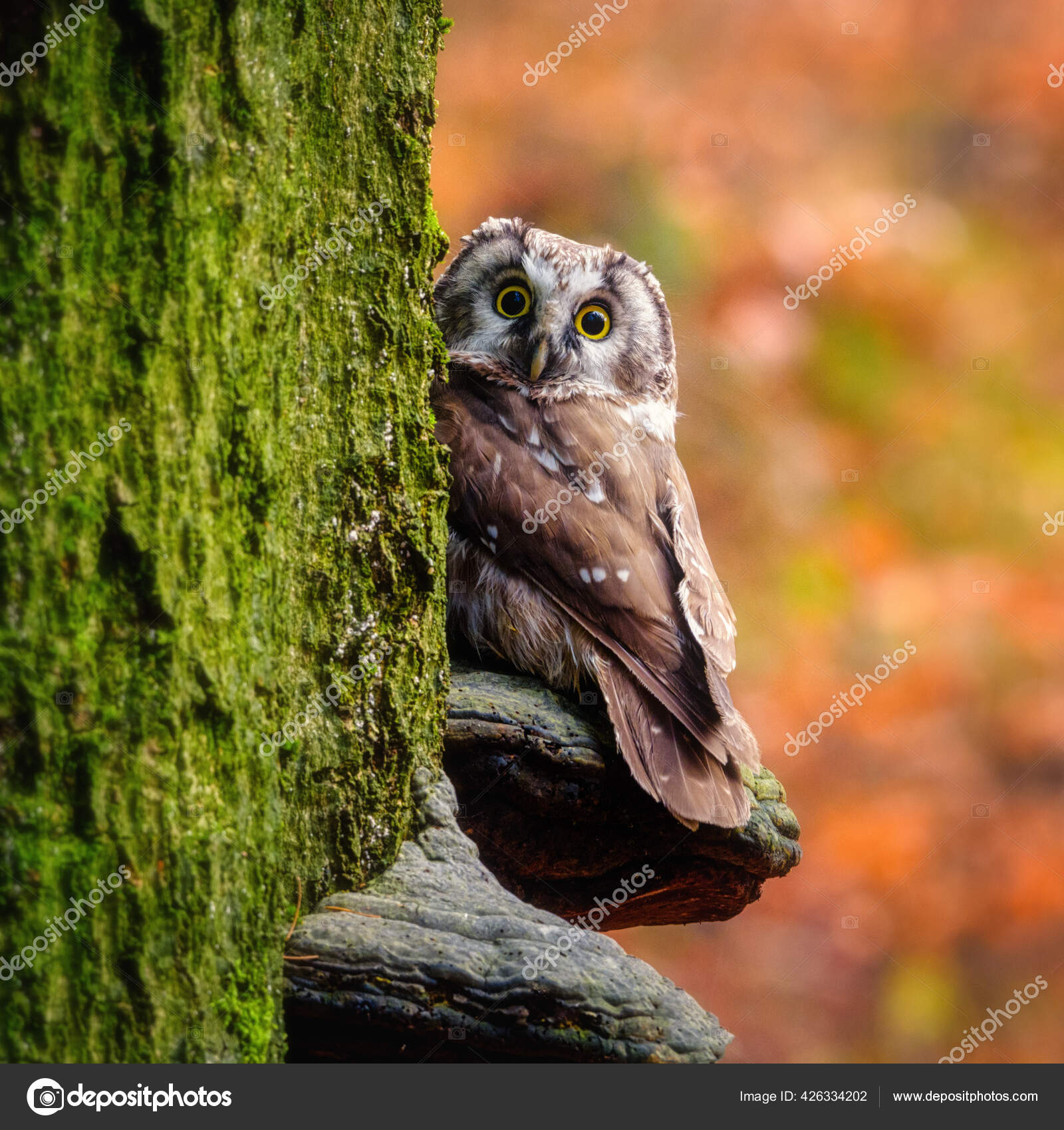 El búho de orejas largas, Asio otus, también conocido como el búho de ...