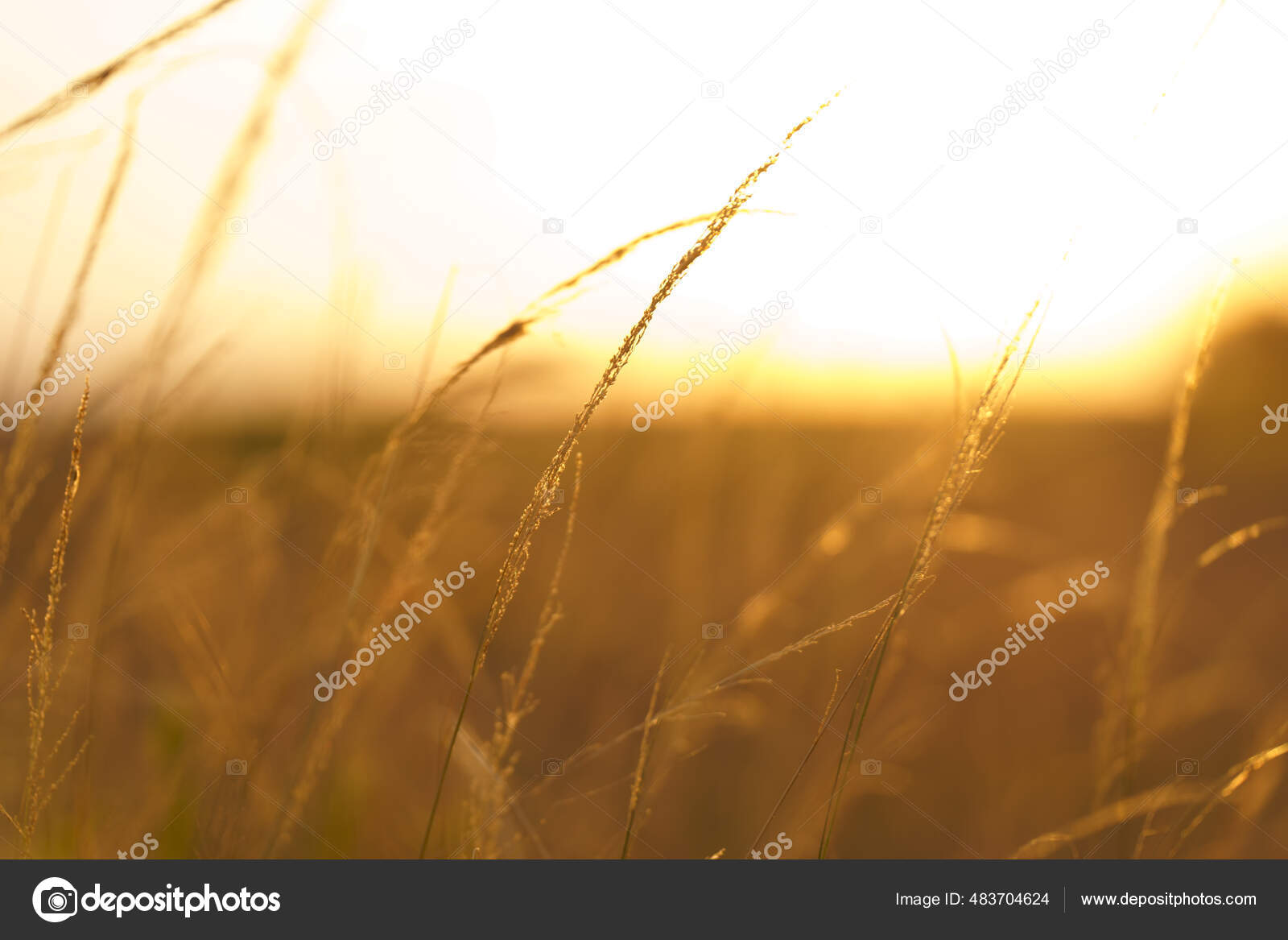 Soft Focus Shot Grass Sunset Evening — Stock Photo © ToonPhotoClub ...