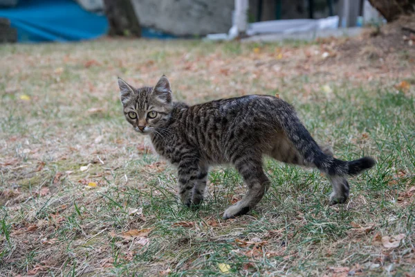 Criminal in the yard Stock Photos, Royalty Free Criminal in the yard ...