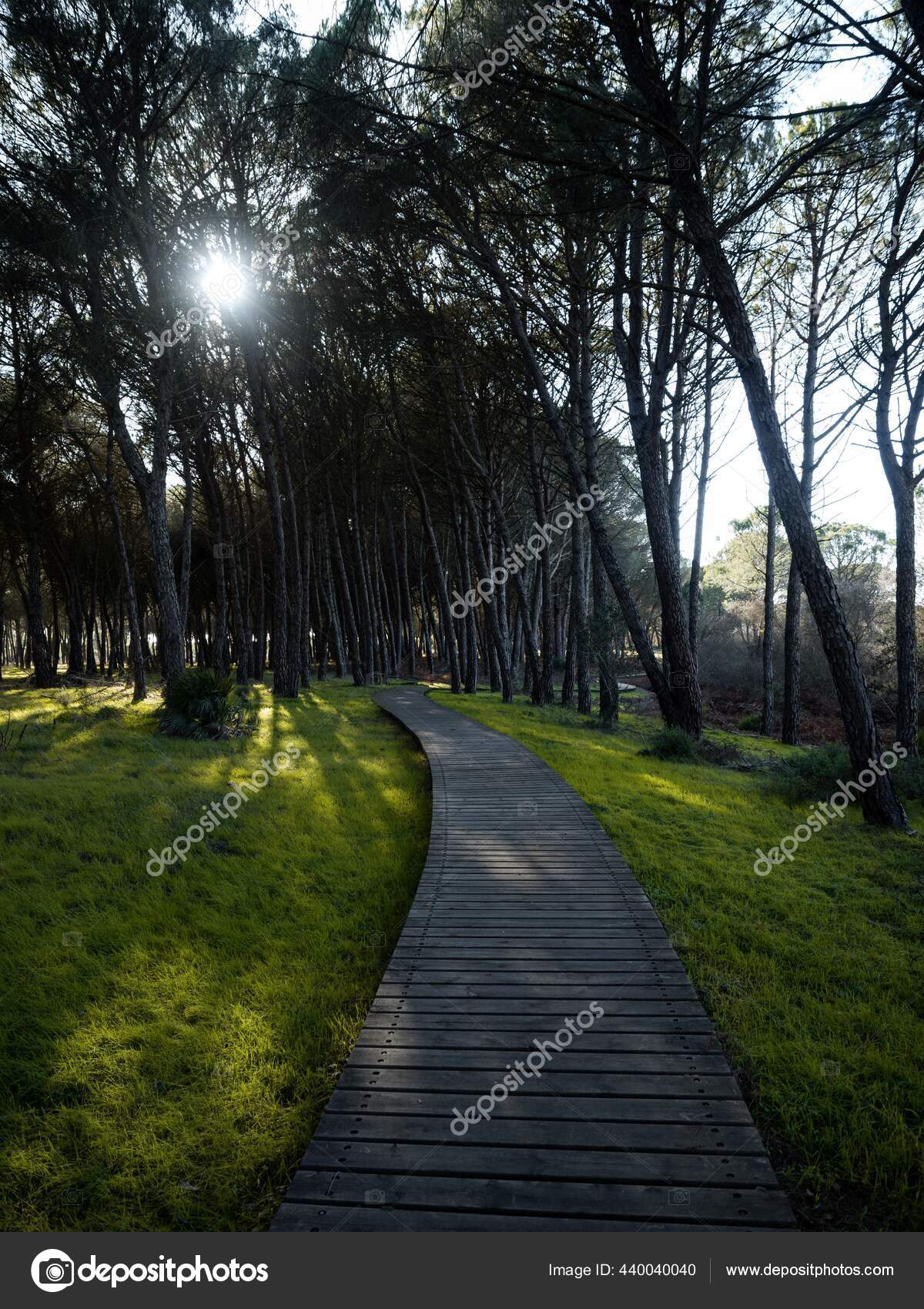 Wooden Boardwalk Way Path Hiking Trail Green Grassland Pine Forest ...