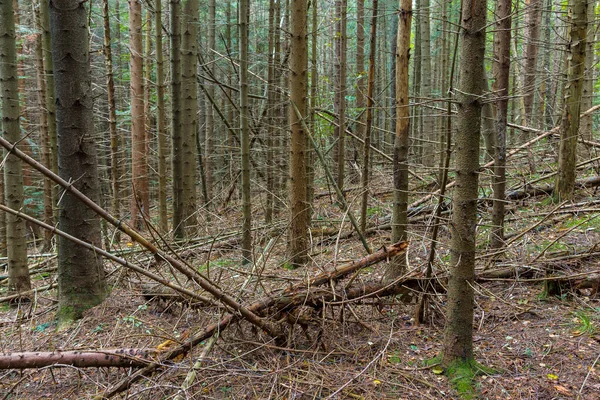 Coniferous natural forest. Young coniferous forest at the time of ...