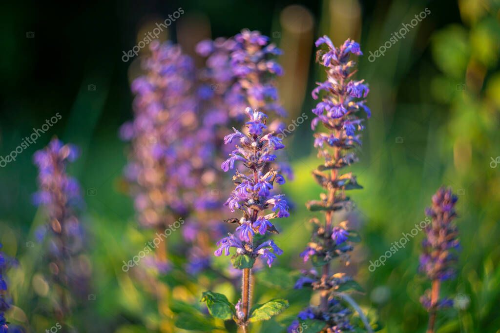 Ajuga reptans (bugle, bugleherb, bugleweed, carpetweed, common bugle ...