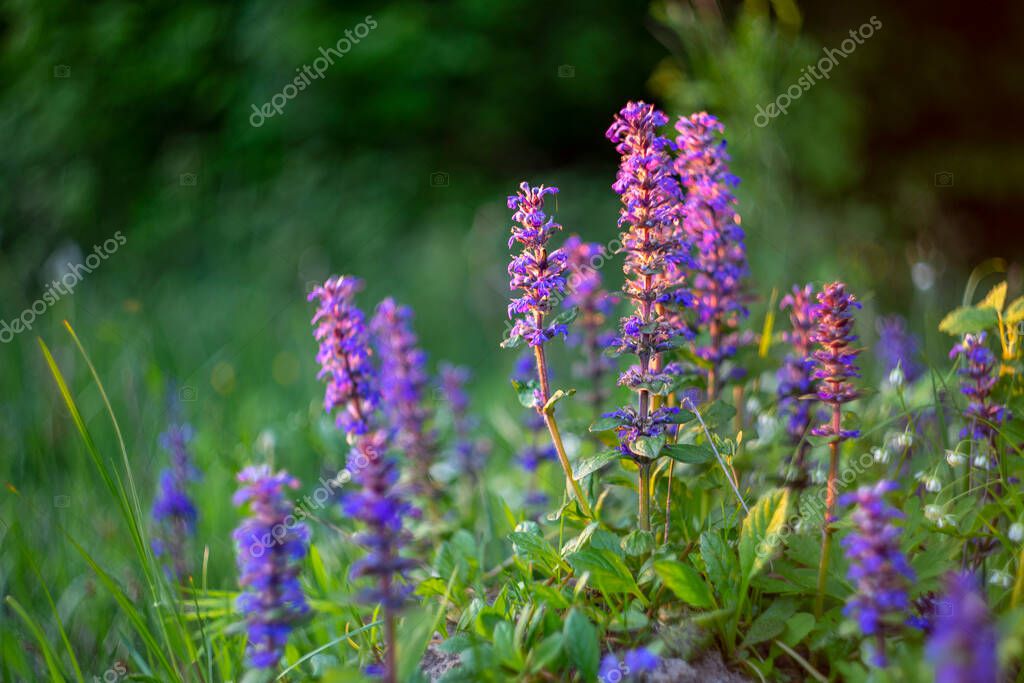 Ajuga reptans (bugle, bugleherb, bugleweed, carpetweed, common bugle ...