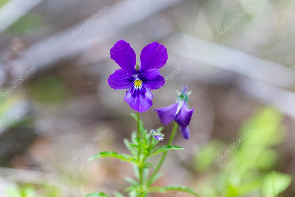 Viola declinata es una planta perenne alpina de la familia de las ...