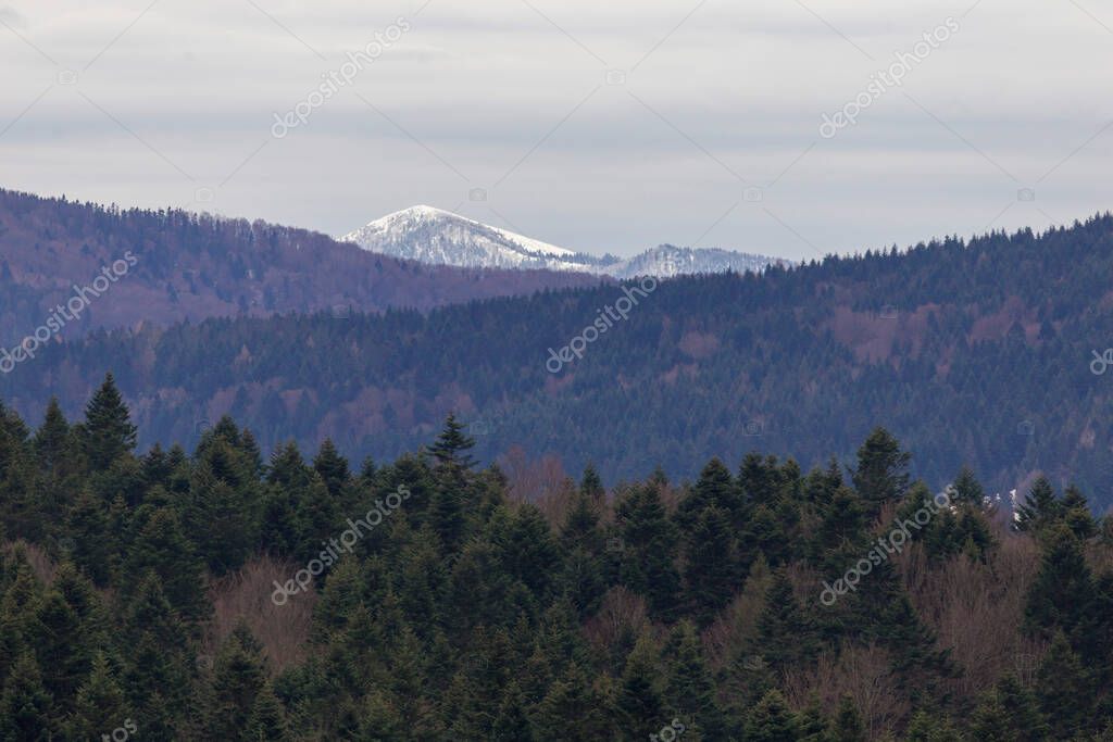Las montañas de los Cárpatos están cubiertas de bosque mixto con el ...