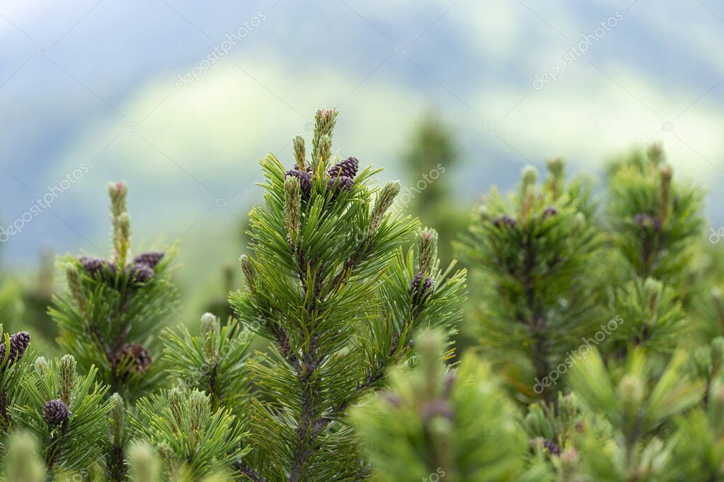 Pinus mugo (pino de pantano, pino rastrero, pino de montaña enano, pino ...