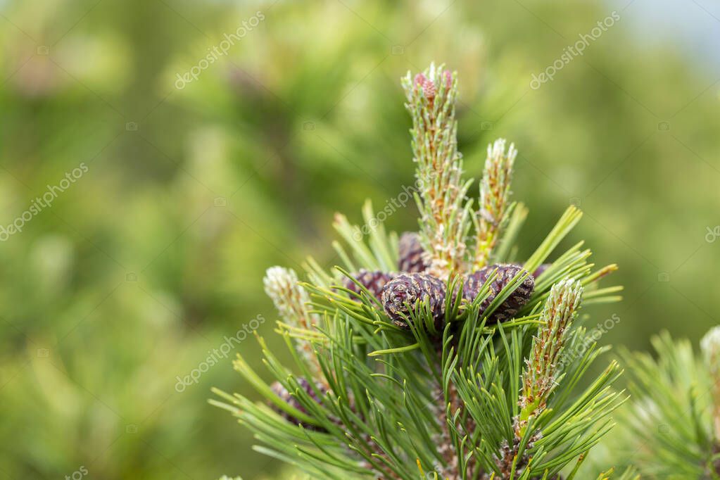 Pinus mugo (pino de pantano, pino rastrero, pino de montaña enano, pino ...