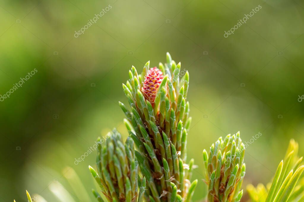 Pinus mugo (pino de pantano, pino rastrero, pino de montaña enano, pino ...