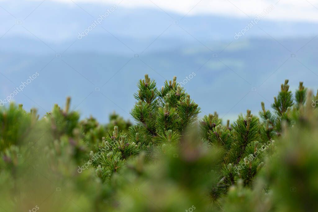 Pinus mugo (pino de pantano, pino rastrero, pino de montaña enano, pino ...