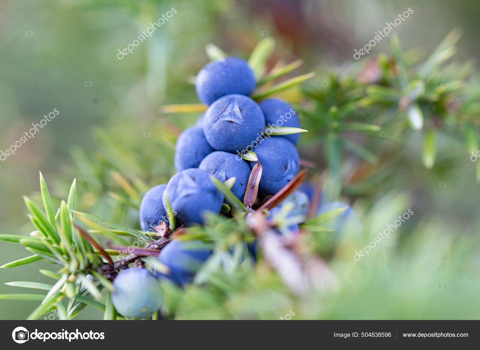 Juniperus Communis Blue