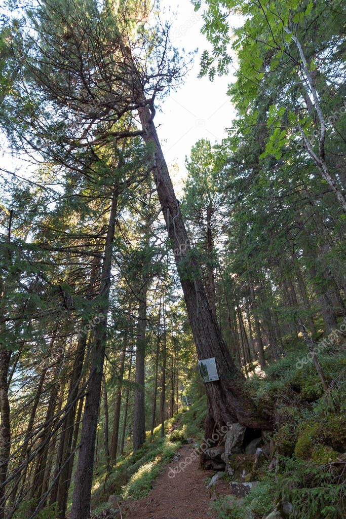 Bosque de pinos de piedra suizos Árboles iluminados por rayos de sol ...