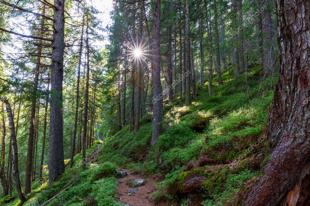 Bosque de pinos de piedra suizos Árboles iluminados por rayos de sol ...
