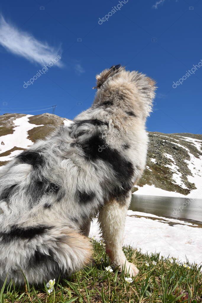 merle azul perro pastor australiano en el prado en colle del nivolet en ...