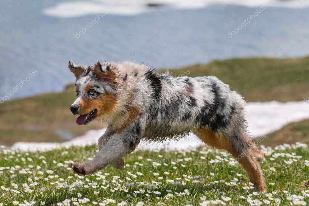 blue merle perro pastor australiano corre y saltar en el prado en colle ...