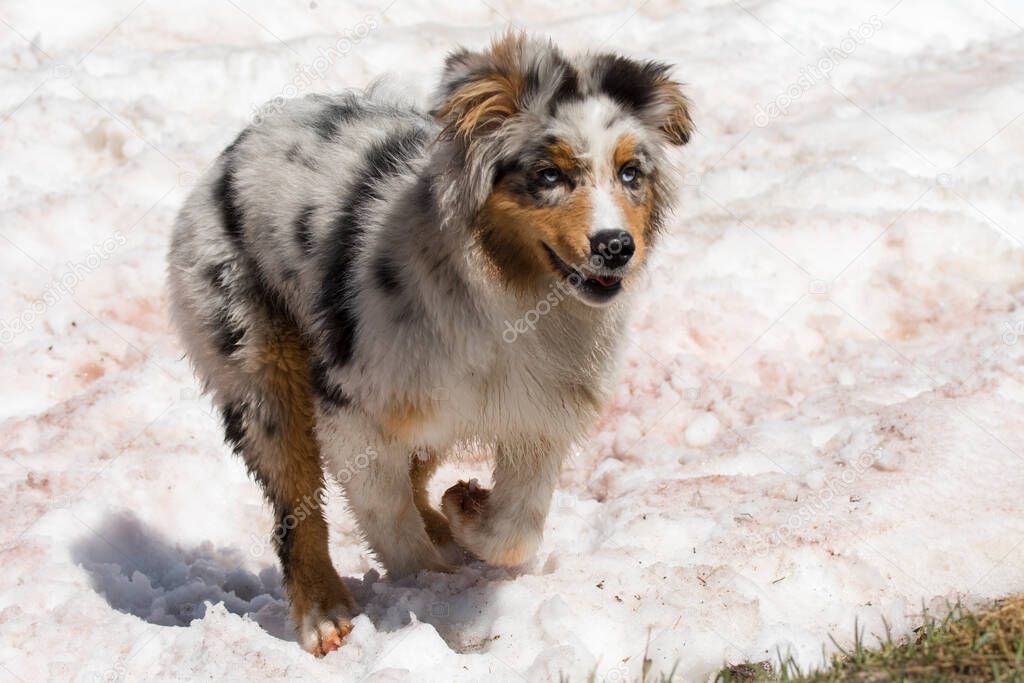blue merle perro pastor australiano corre y salta sobre la nieve en ...