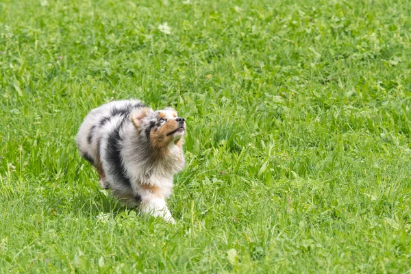 Animal caminando fotos de stock, imágenes de Animal caminando sin ...