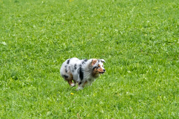 Animal caminando fotos de stock, imágenes de Animal caminando sin ...