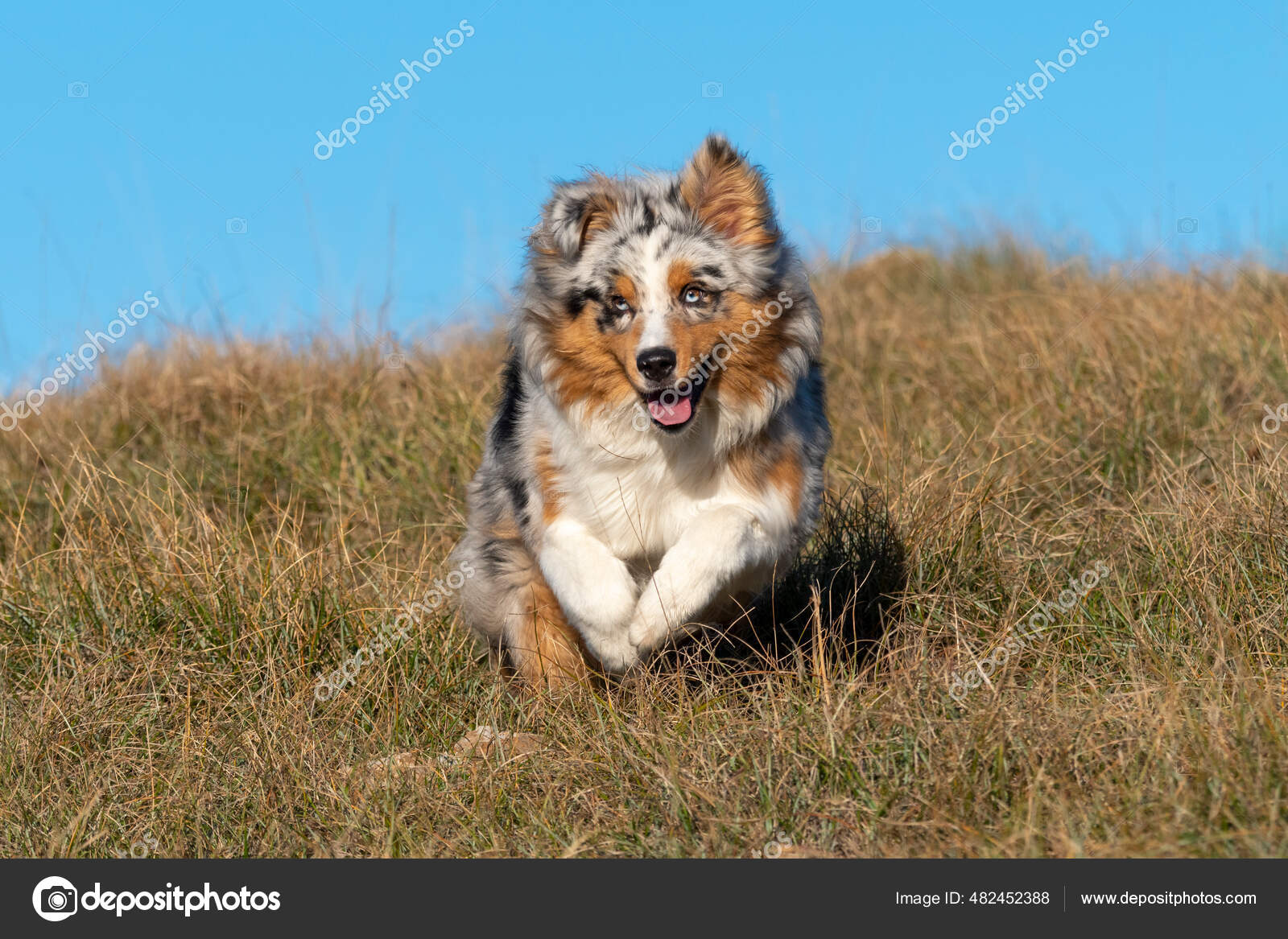Italian Shepherd Puppies