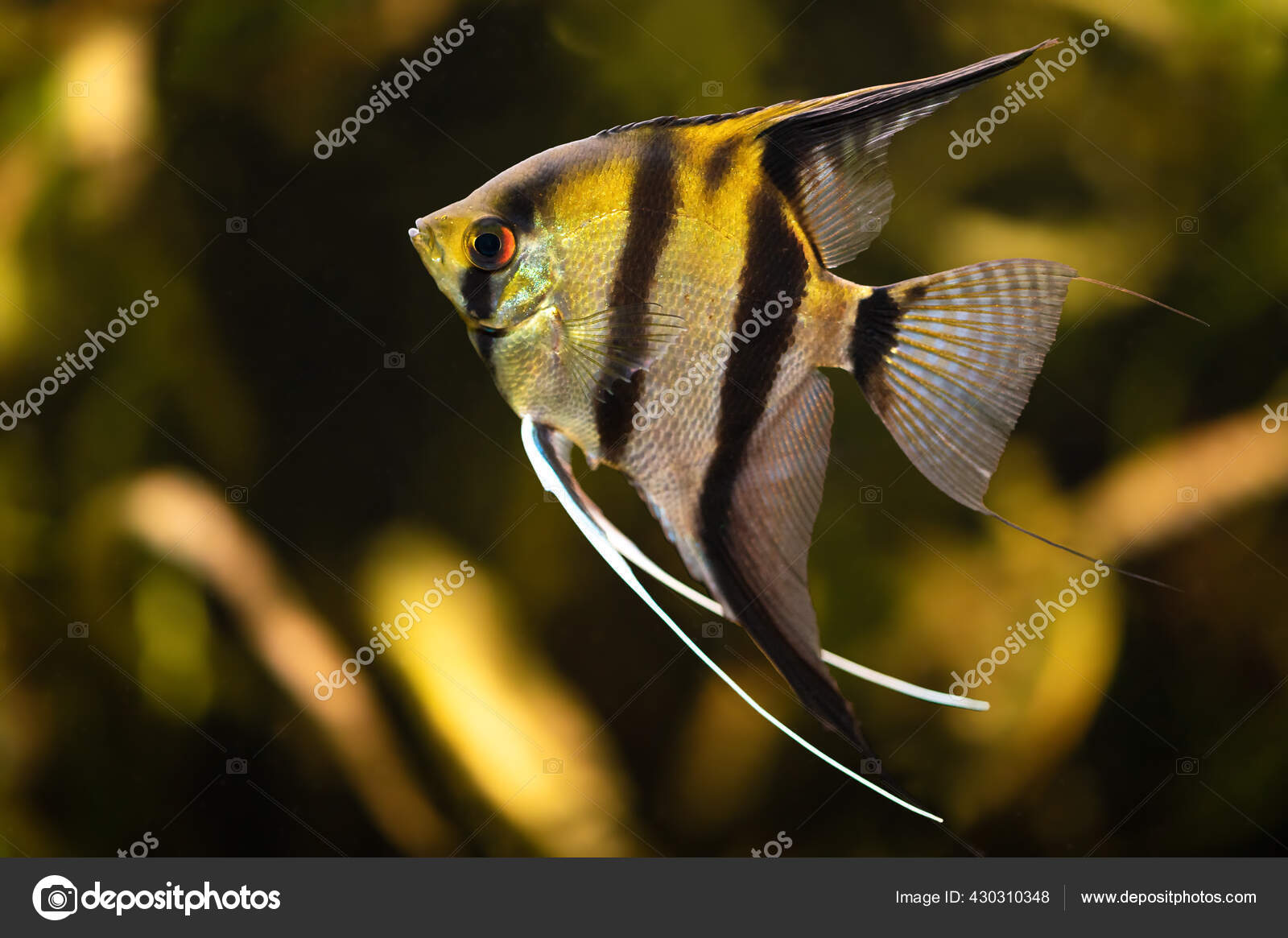 Pterophyllum Angelfish