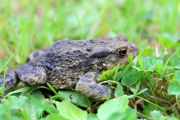 Little Toad in the Nature Stock Photo by ©Cajano 59045361