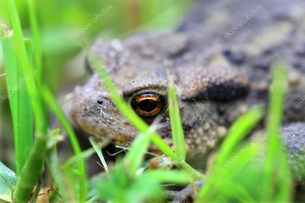 Little Toad in the Nature Stock Photo by ©Cajano 59045361