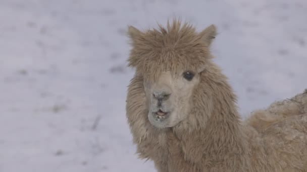 2,476 Lama Videos, Royalty-free Stock Lama Footage | Depositphotos