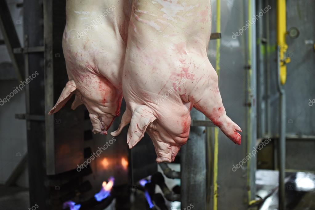 Slaughtered Pig Hanging