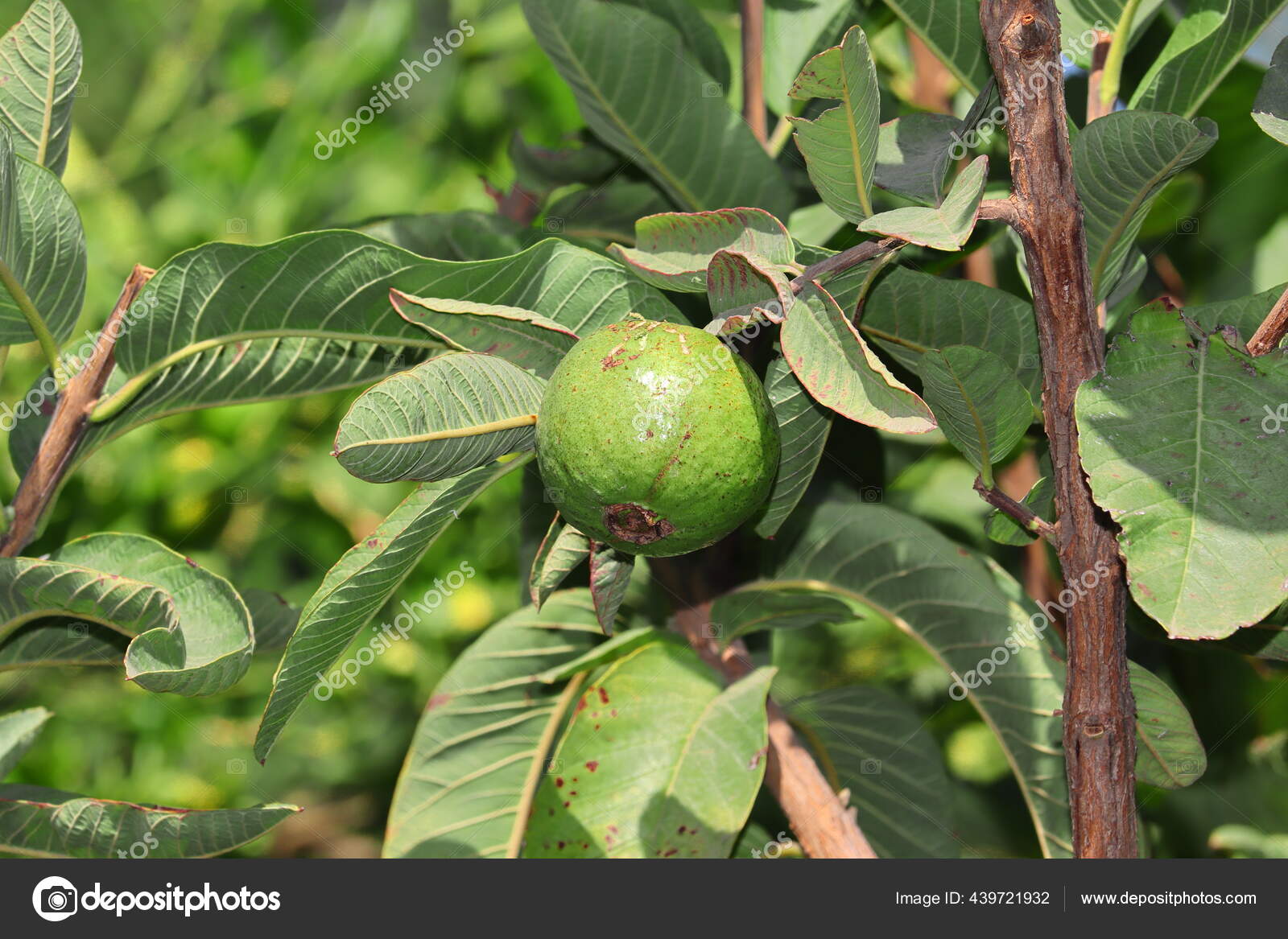 Green Guava Fruit Hanging Guava Tree India — Stock Photo ...