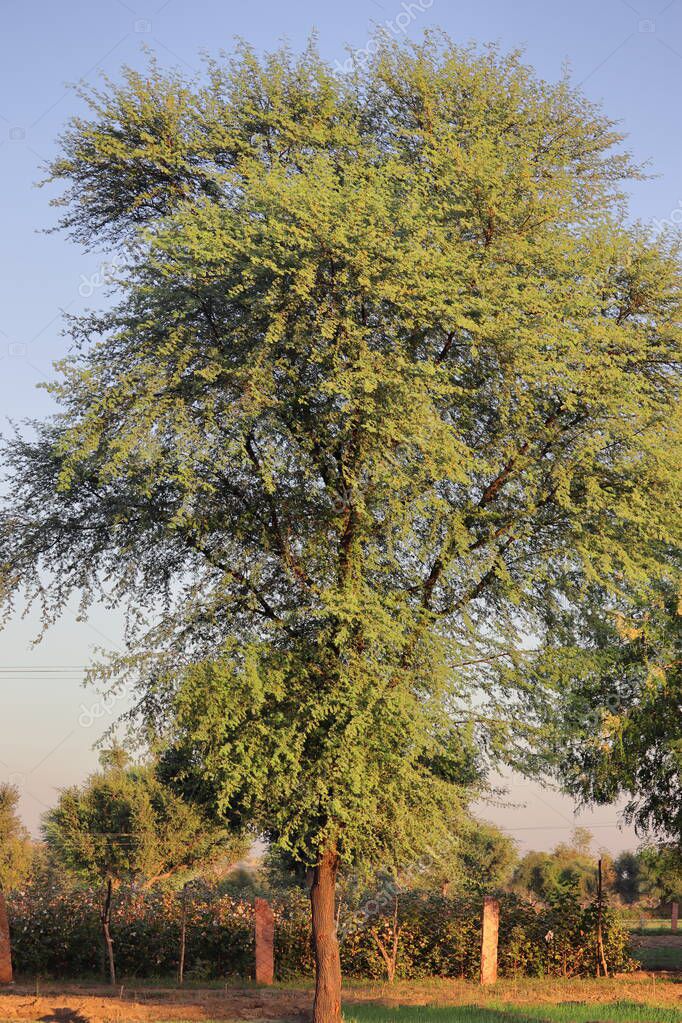 Una gran acacia o árbol babul se encuentra en el campo, India-Asia 2024