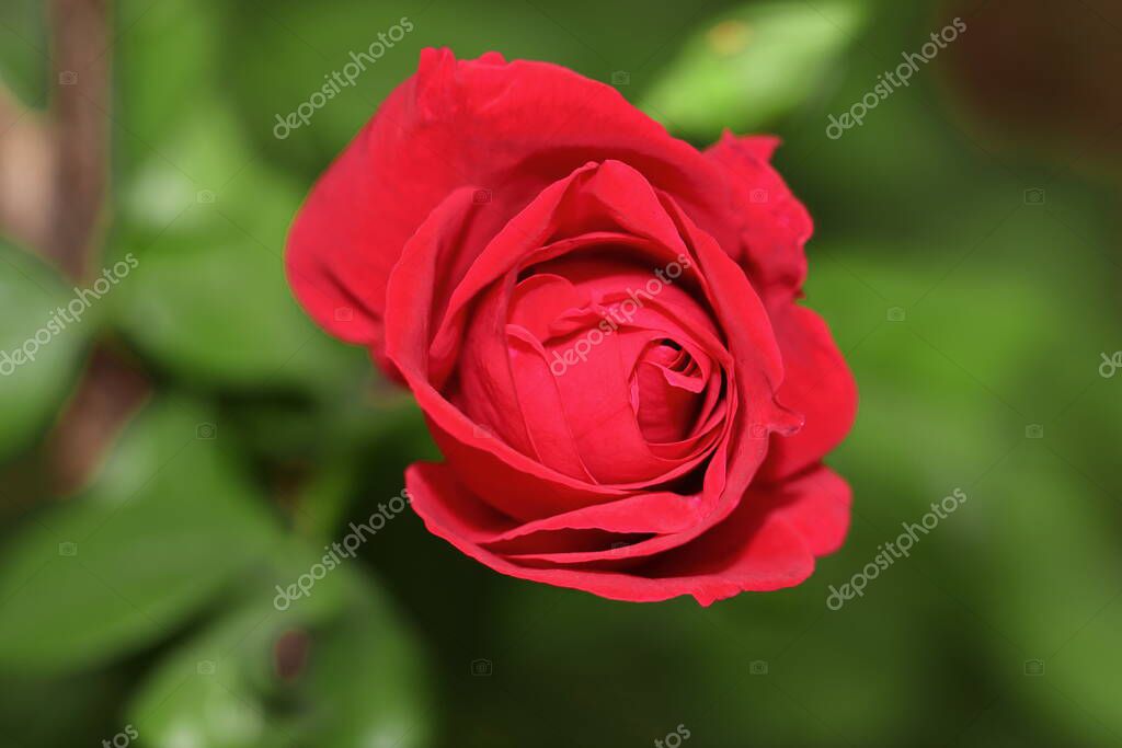 Vista superior de cerca de una hermosa flor de rosa roja floreciendo en ...