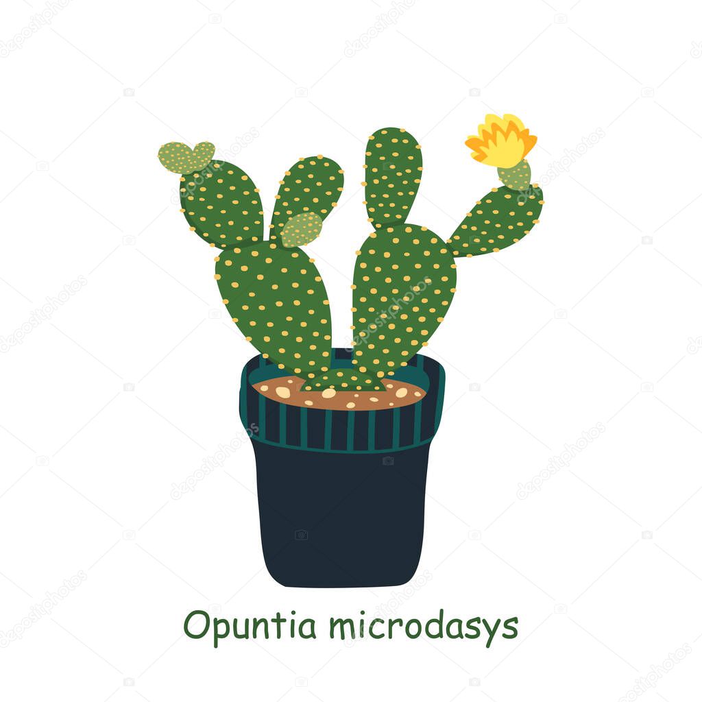 Opuntia microdasys aislados sobre un fondo blanco. Lindo cactus ...