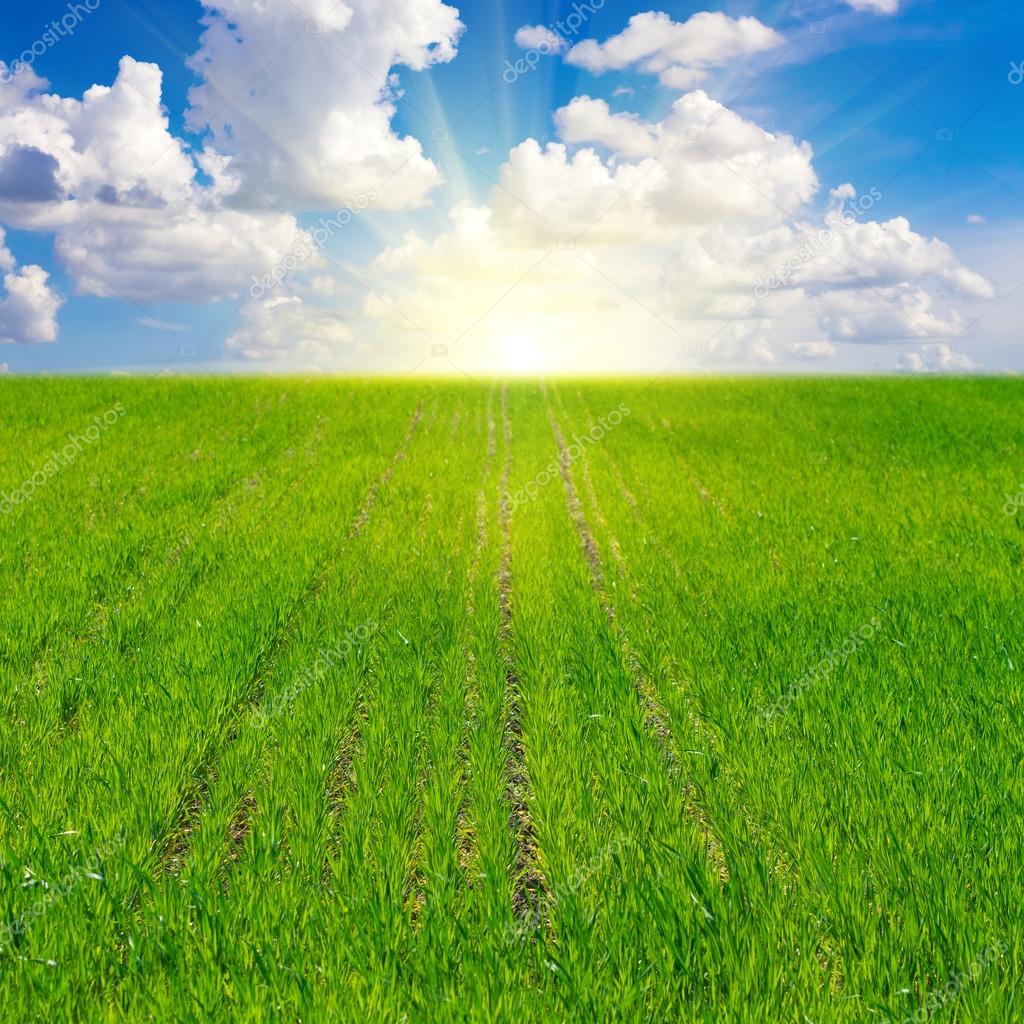 Field of grass Stock Photo by ©ctvvelve 105482940