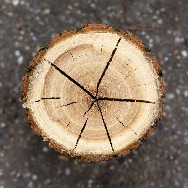 Tree split Stock Photos, Royalty Free Tree split Images | Depositphotos