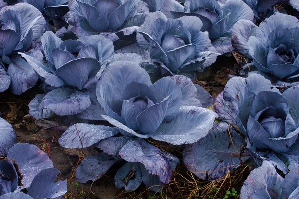 Red cabbage field Stock Photos, Royalty Free Red cabbage field Images ...