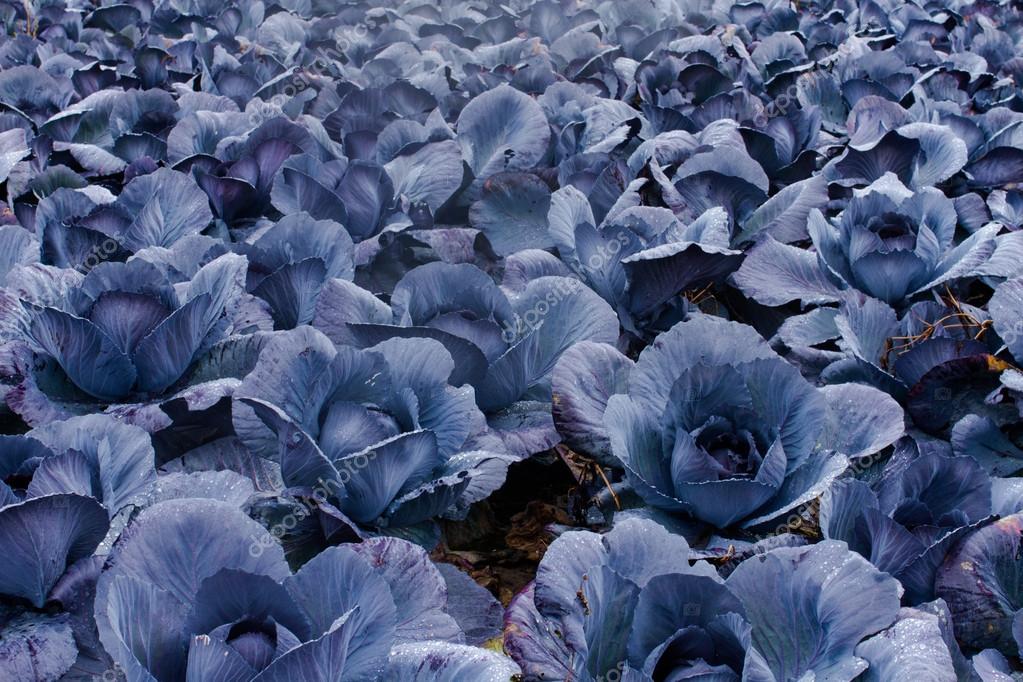 Red cabbage field — Stock Photo © ctvvelve #90792916