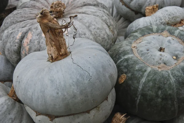 Japanese pumpkins hokkaido Stock Photos, Royalty Free Japanese pumpkins ...